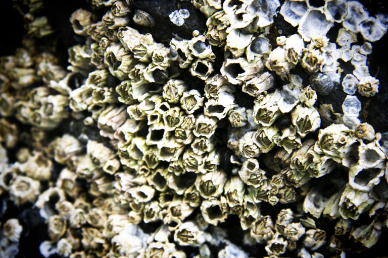 Barnacle_cluster - Baltimore Underground Science Space