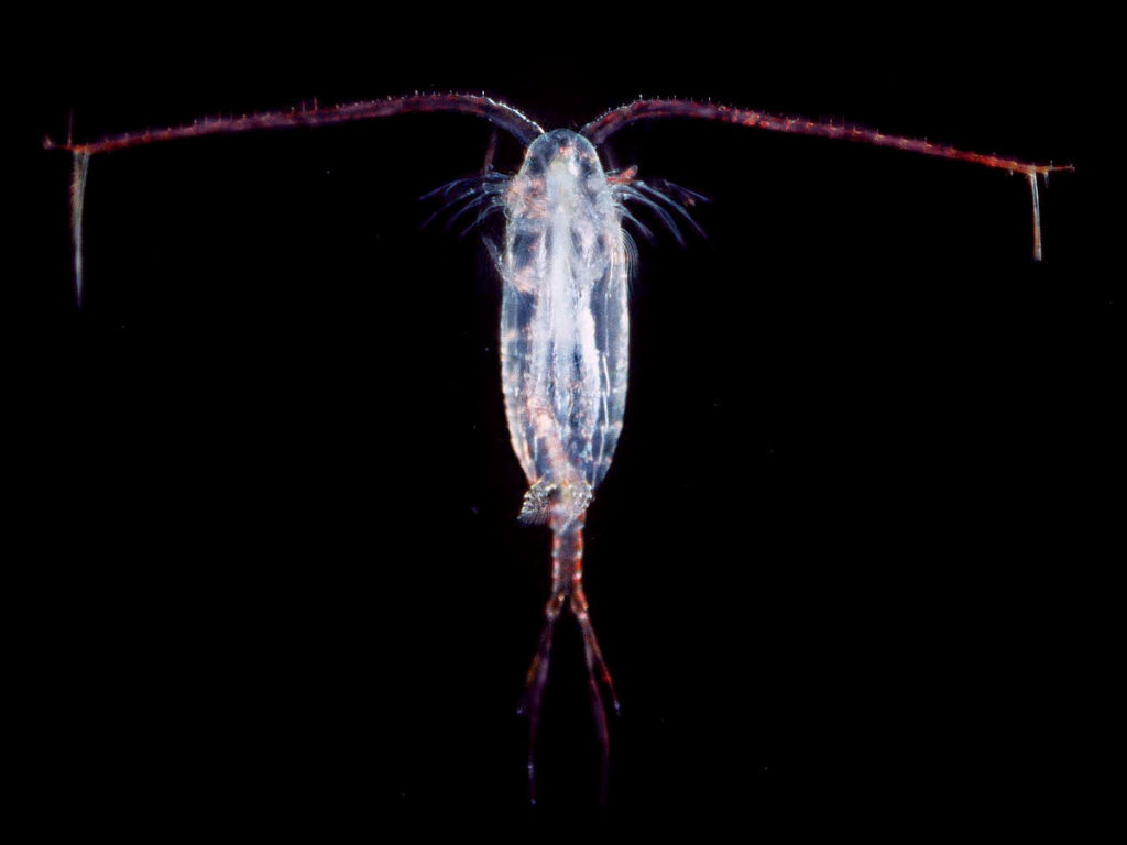 Copepod - Baltimore Underground Science Space