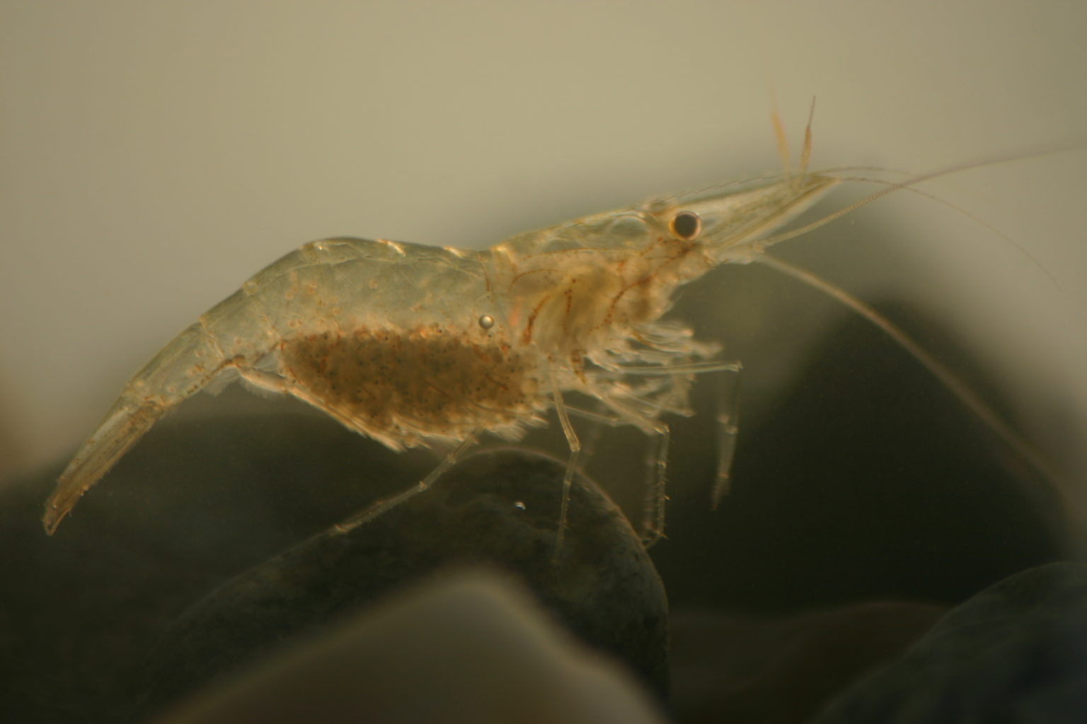 Common Grass Shrimp Baltimore Underground Science Space